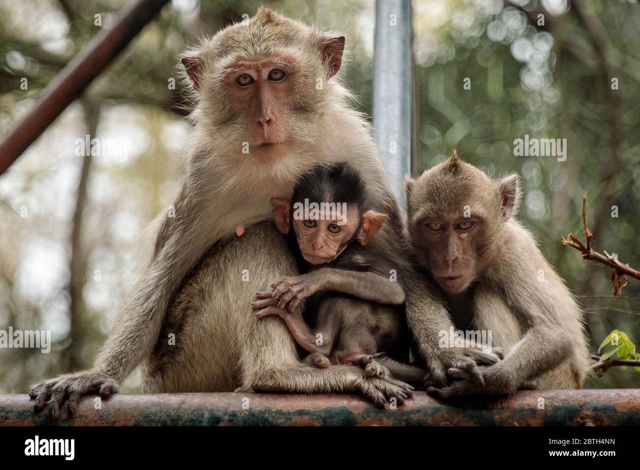 A family portrait of macaque monkeys in Hua Hin, Thailand on May 24 ...