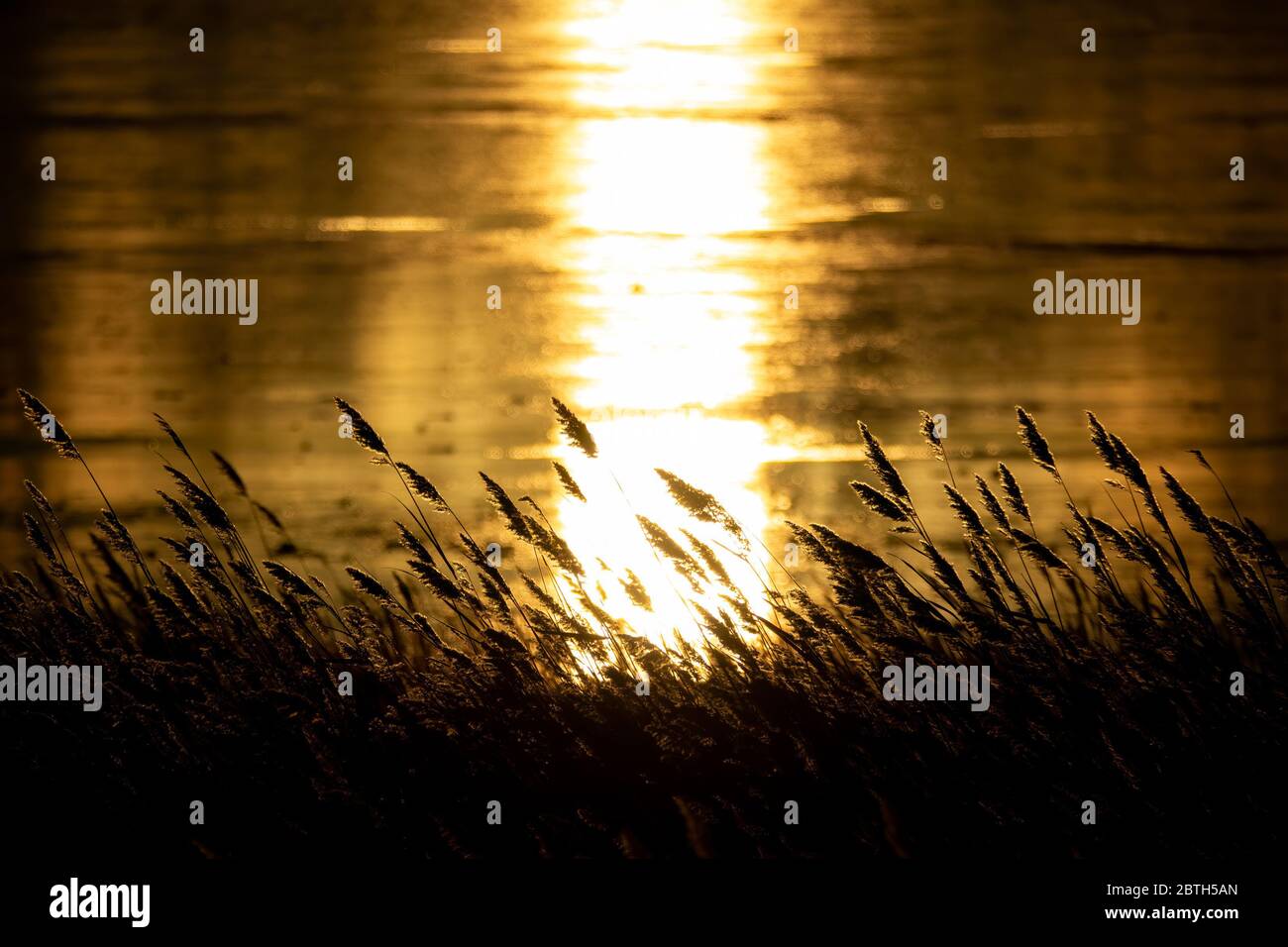Large grass high contrast against lake with sun beam Stock Photo - Alamy
