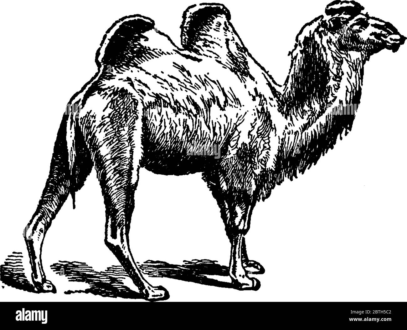 Arched neck Stock Vector Images - Alamy