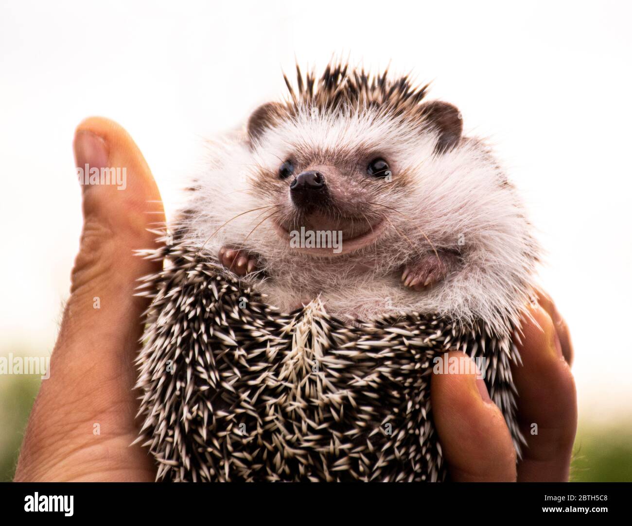 African hedgehog hi-res stock photography and images - Alamy