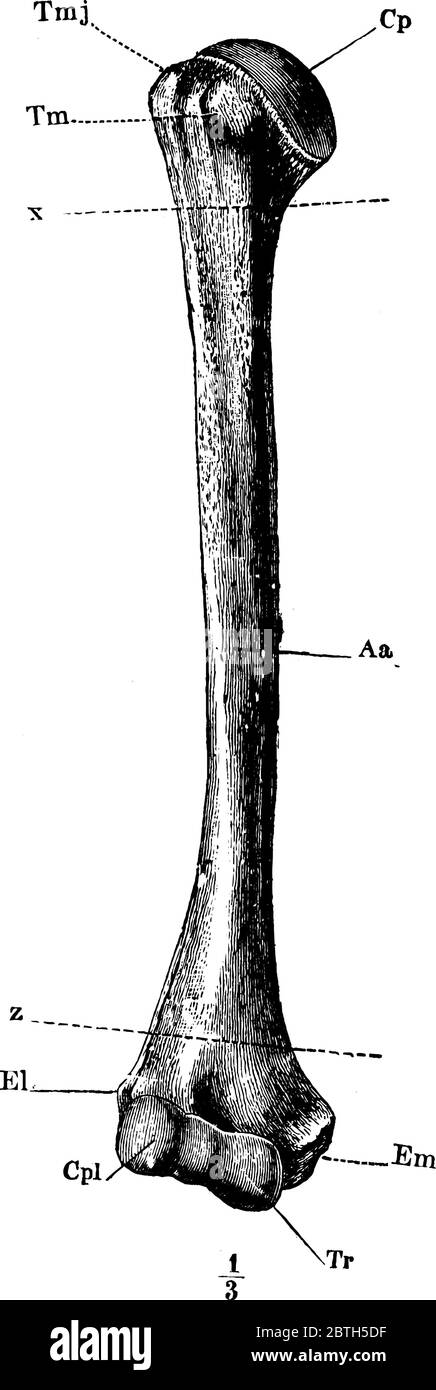 Right humerus Stock Vector Images - Alamy