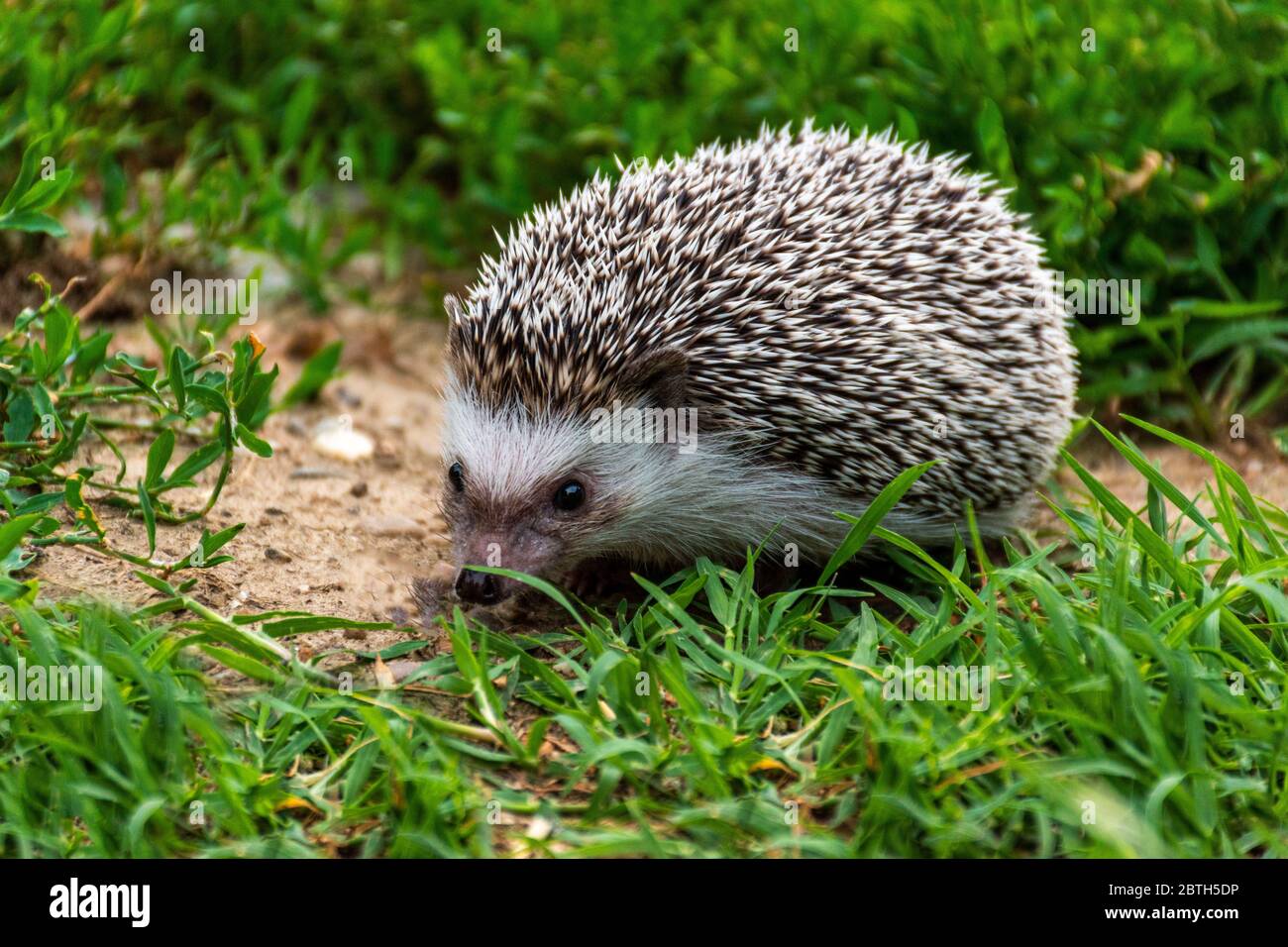 African hedgehog hi-res stock photography and images - Alamy