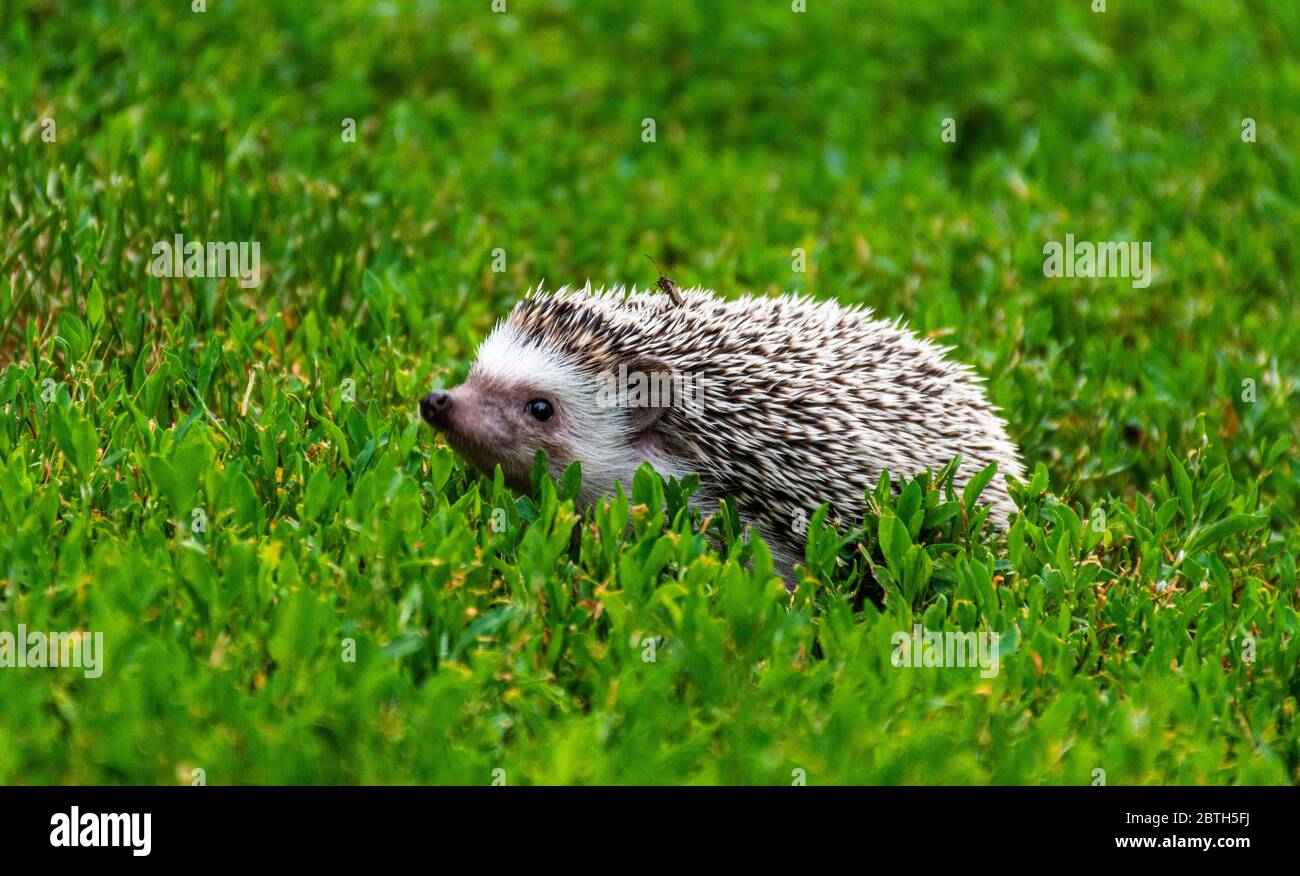 African hedgehog hi-res stock photography and images - Alamy