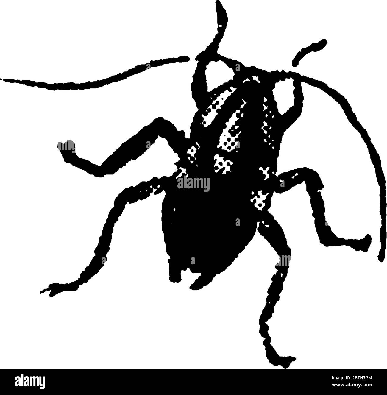 Image showing third stage of croton bug, vintage line drawing or ...