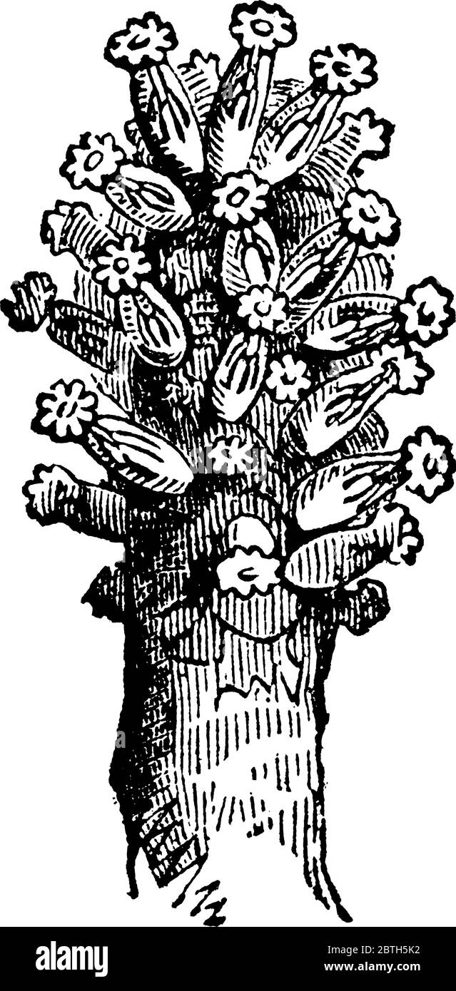 A genus of Zoophytes, Alcyonide family, belonging to the class anthozoa ...