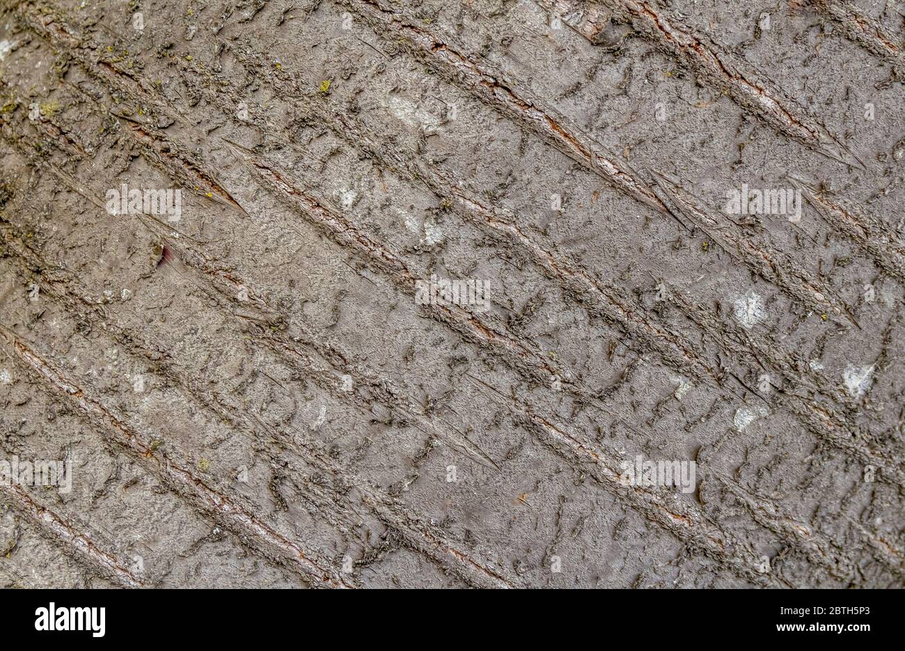 Cork layer of bark hi-res stock photography and images - Alamy