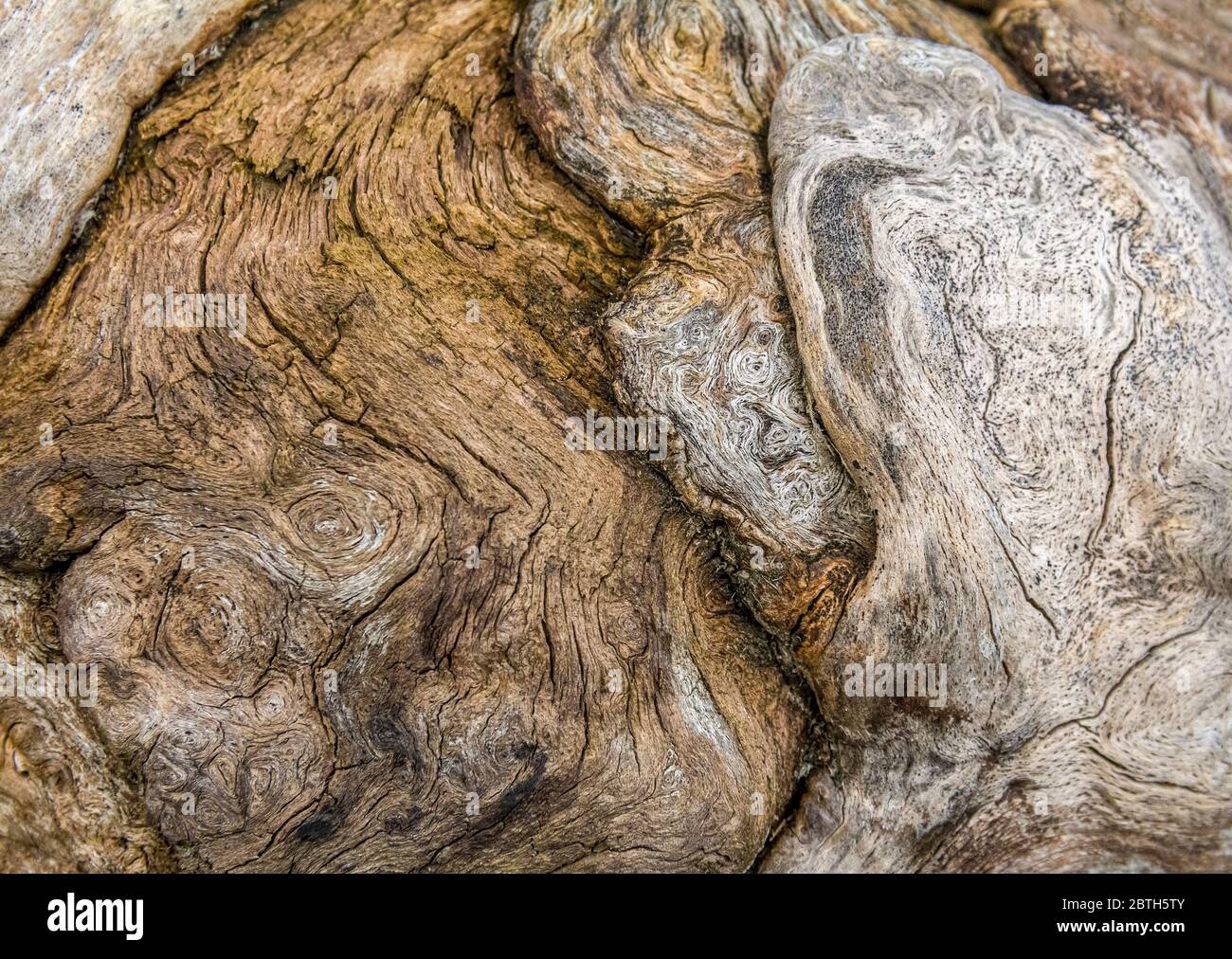 Close up tree burl hi-res stock photography and images - Alamy