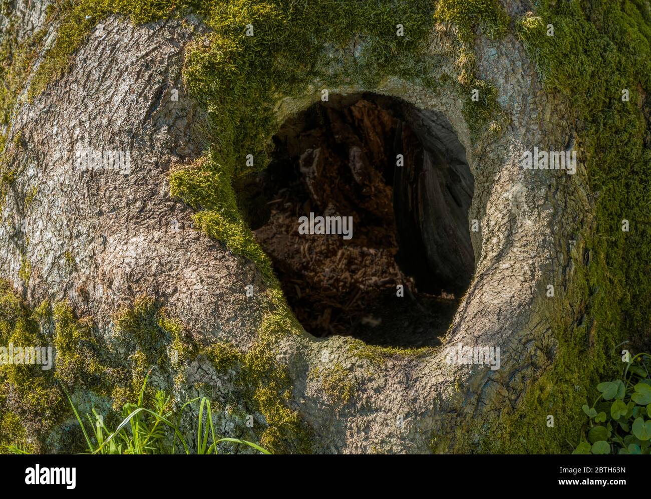 closeup shot showing the big knothole of a hollow tree Stock Photo - Alamy