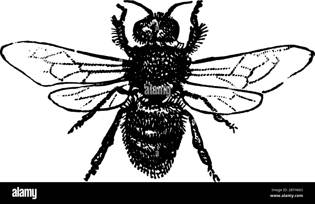 The drone bee mates with an unfertilized queen bee hi-res stock ...