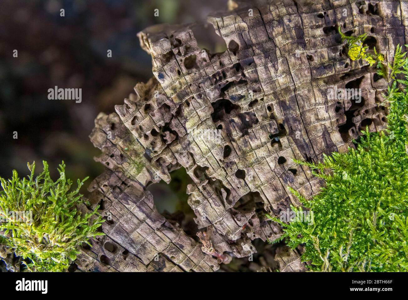 Pitted structure hi-res stock photography and images - Alamy