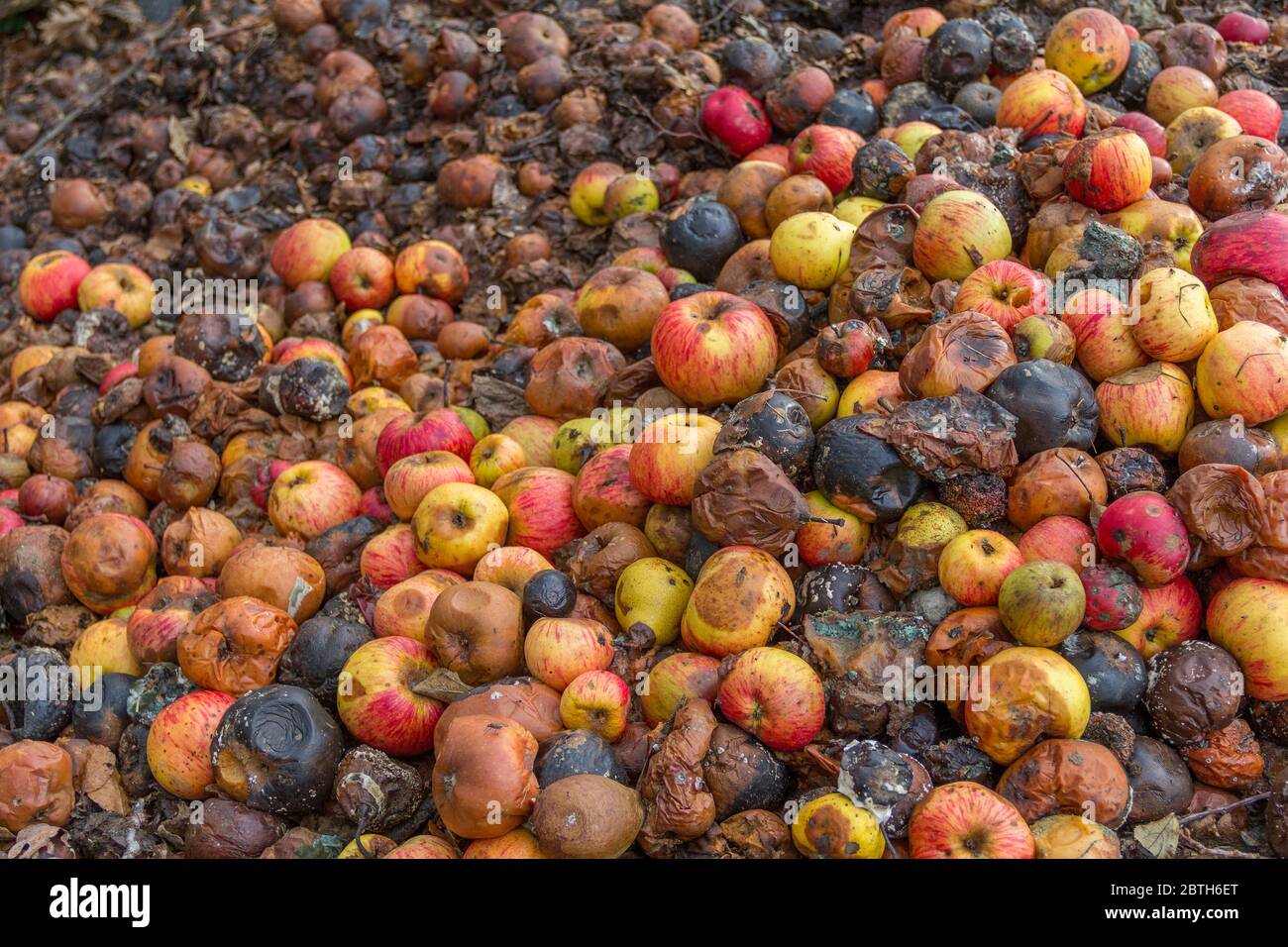 full frame picture showing lots of rotting apples Stock Photo - Alamy