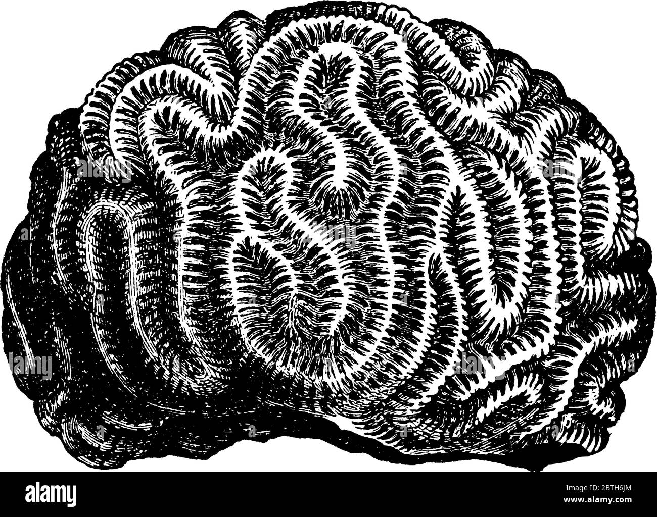 Brain Coral Diagram Brain Coral Pattern Design — Sophie Coleman