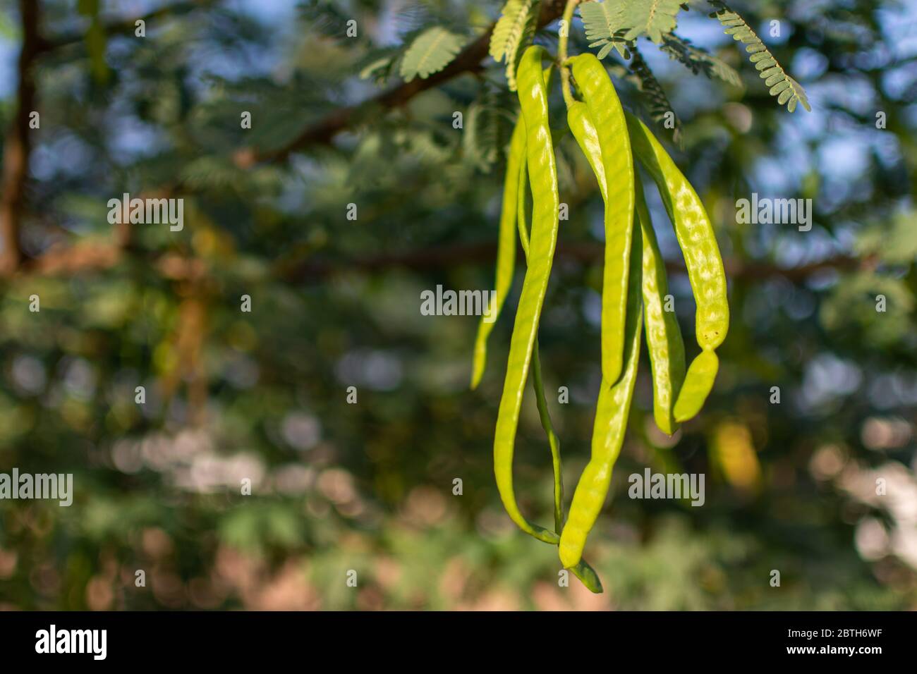 Ghaf tree hi-res stock photography and images - Alamy