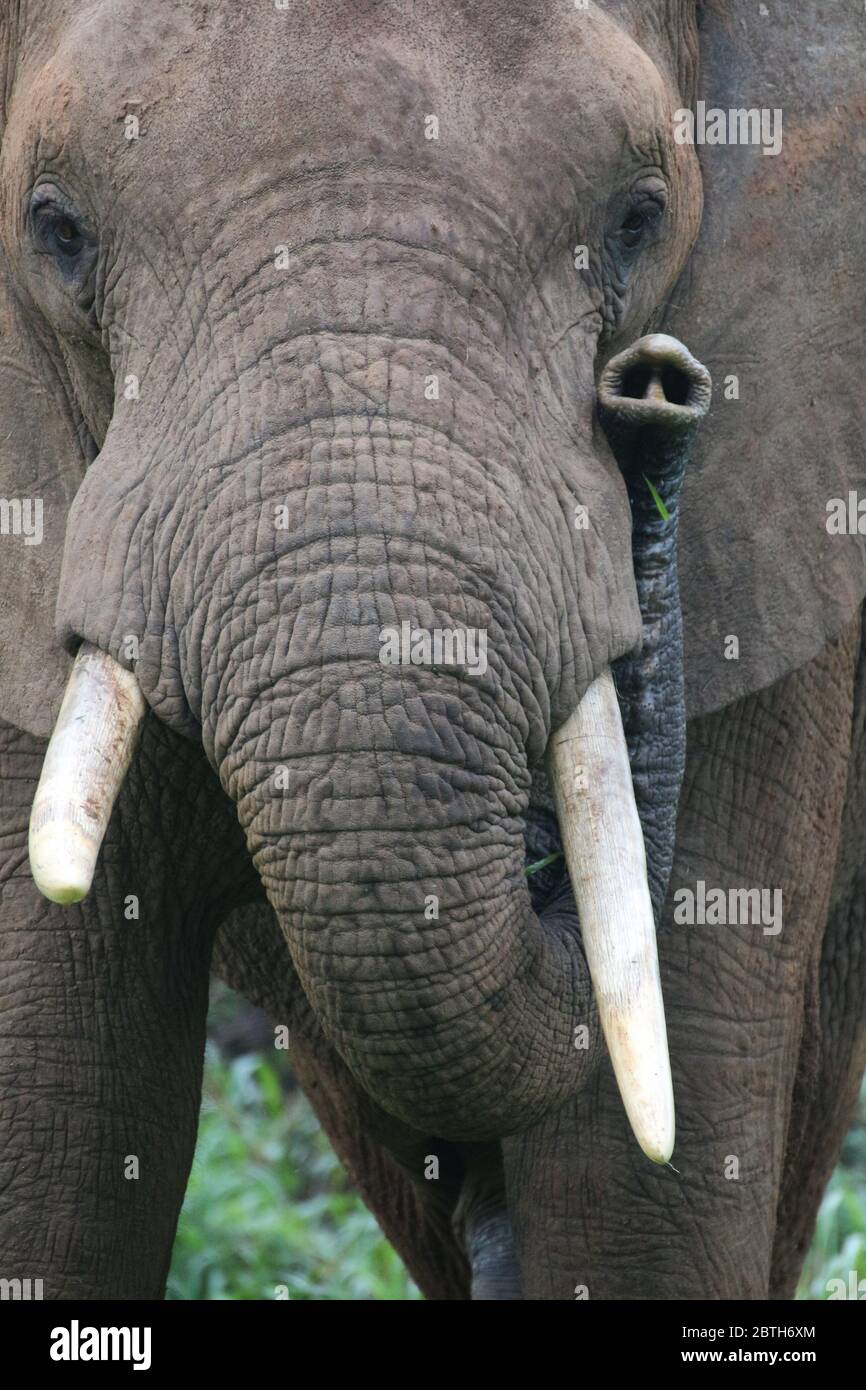 Peek- a- Boo Stock Photo - Alamy