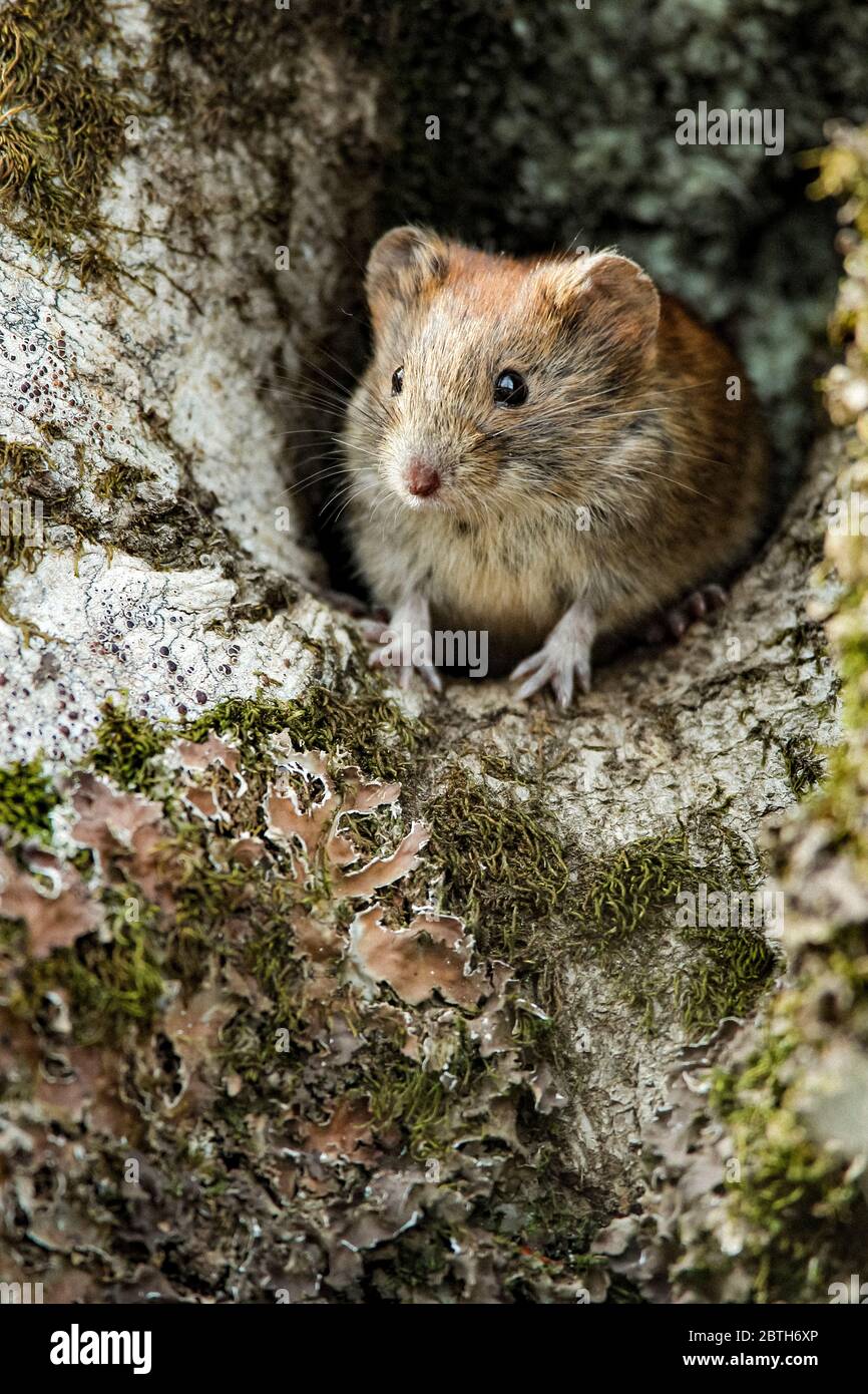 Italy - Abruzzo National Park - Marsicani Mount - reddish vole ( Myodes ...