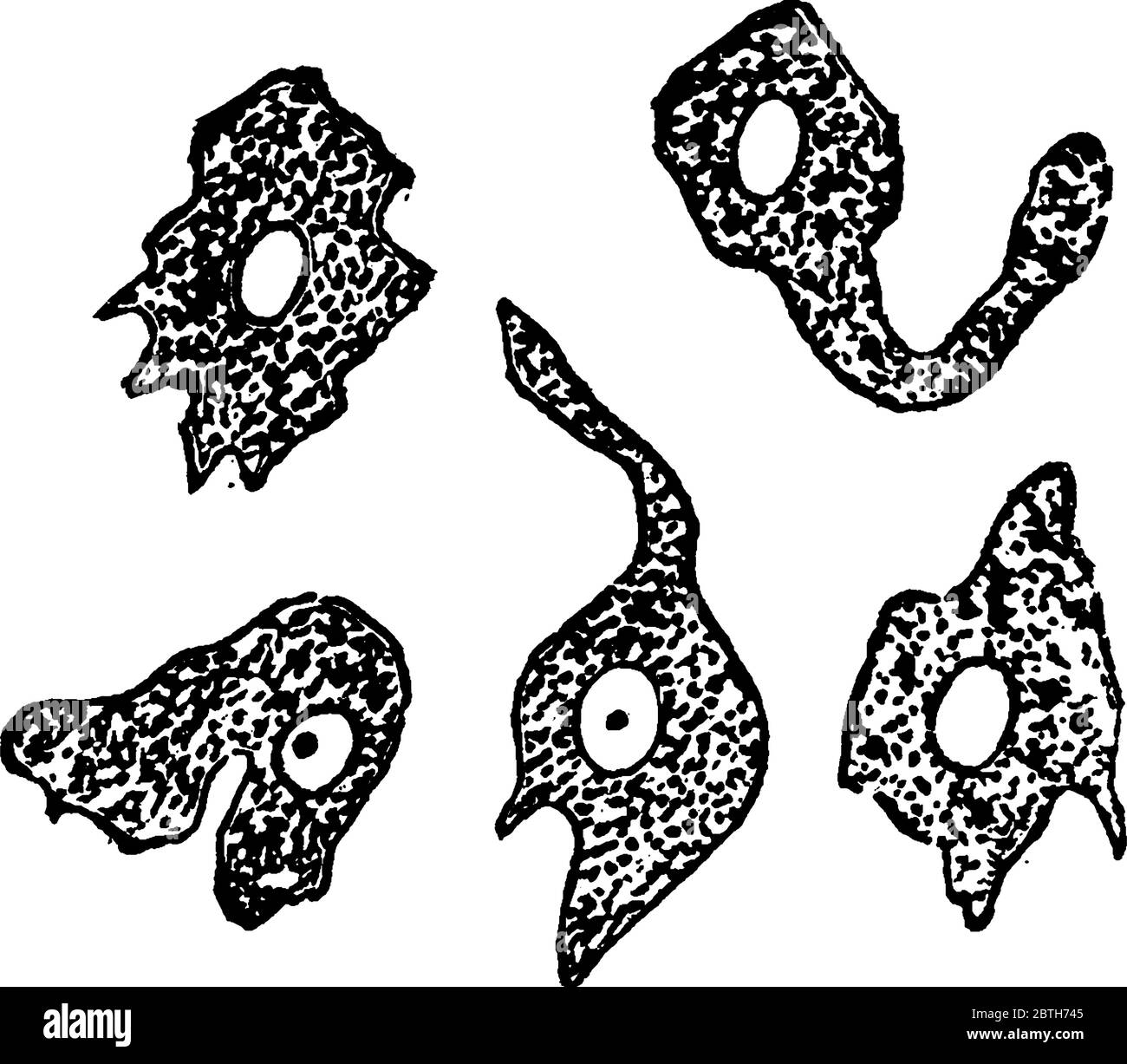 White blood corpuscles or the cells, sketched at successive intervals ...