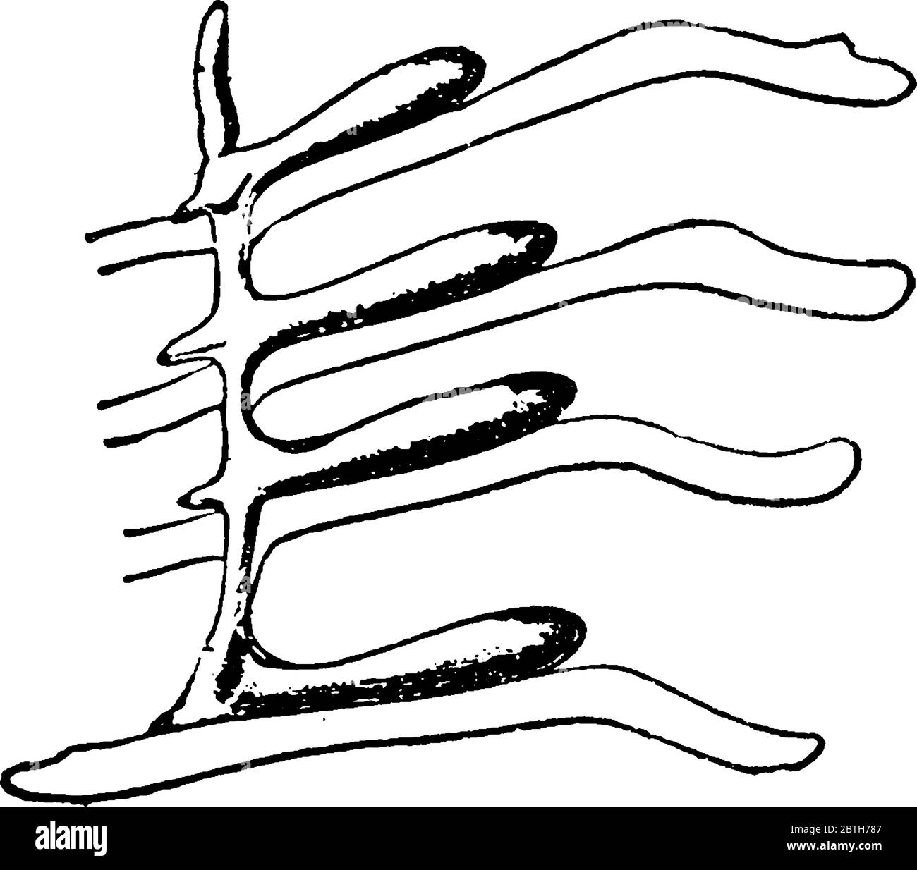 A typical representation of the right coxal gland of Limulus polyphemus ...