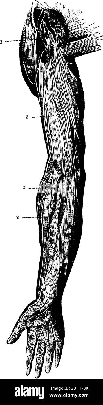 Lymphatic system drawing hi-res stock photography and images - Alamy