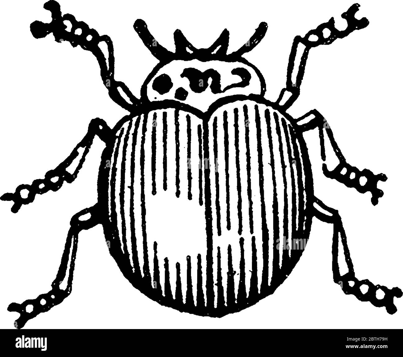 Lice plant Stock Vector Images - Alamy