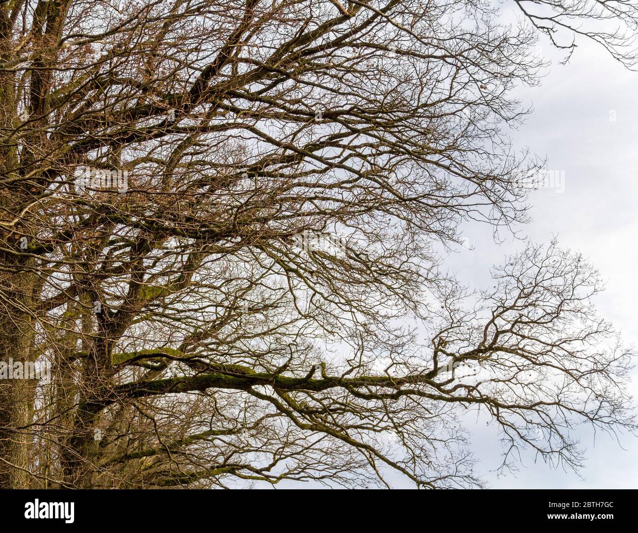 natural twiggy tree tops at early spring time Stock Photo - Alamy