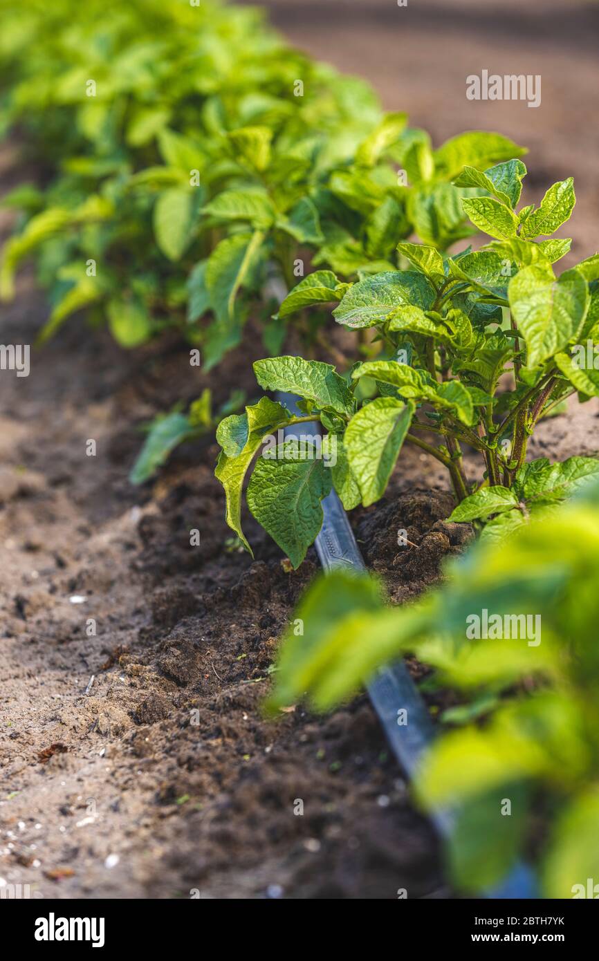 Drip irrigation potato hi-res stock photography and images - Alamy