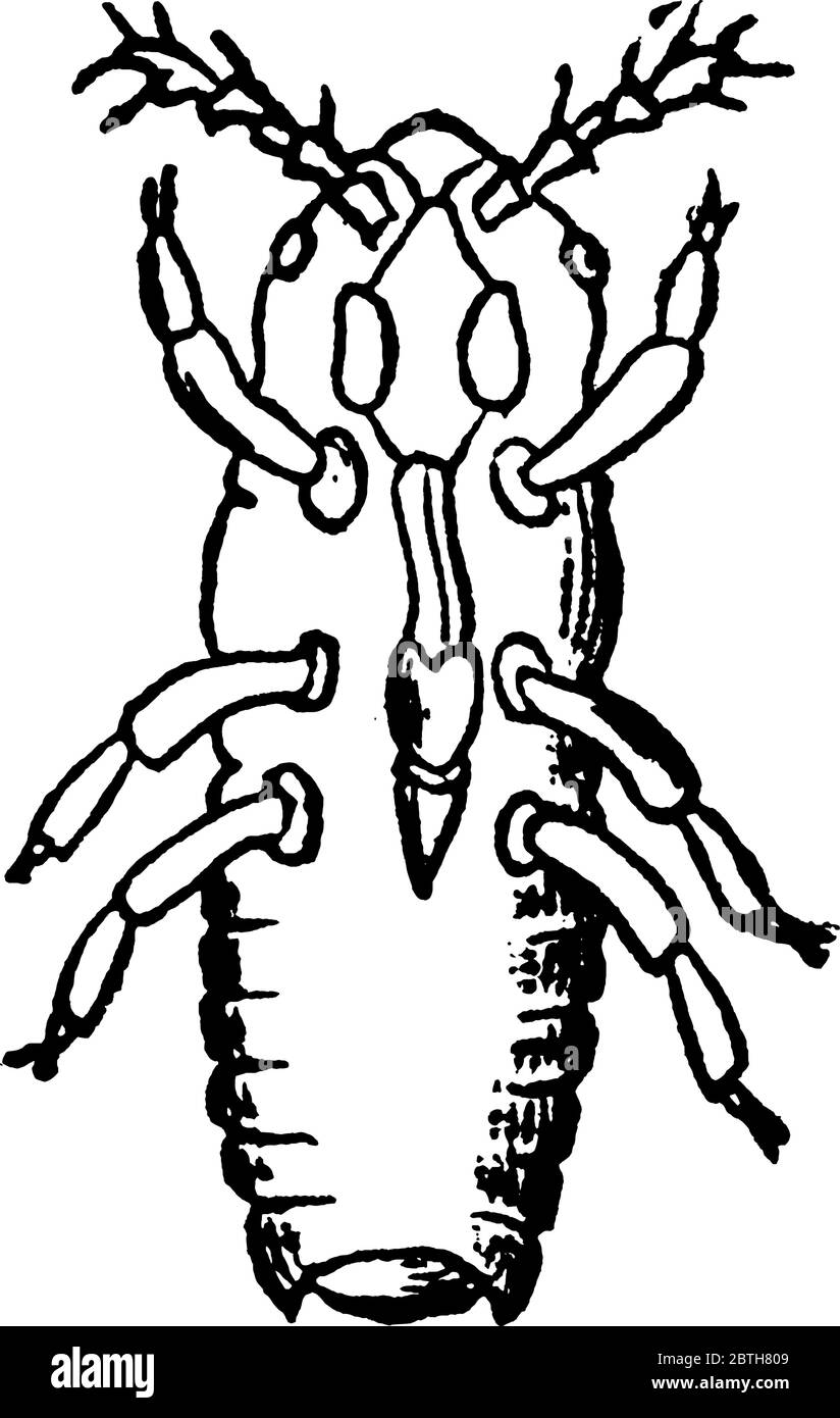 Image of Cock's-comb gall on elm, Colopha ulmicola- larva just hatched ...