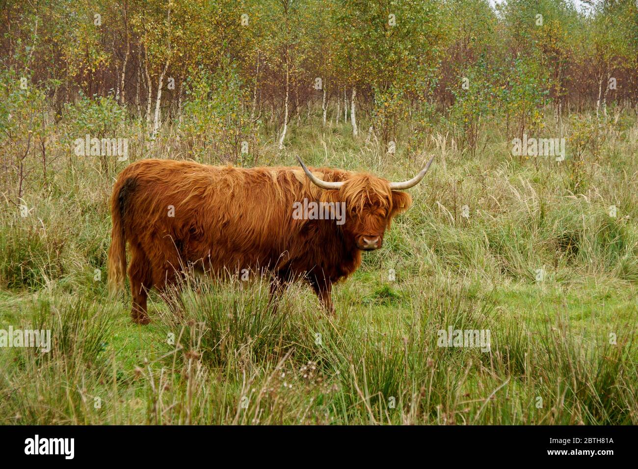 Scottish Highlander cow with long horns Stock Photo - Alamy