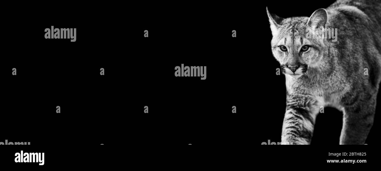 Template of puma in B&W with black background Stock Photo - Alamy