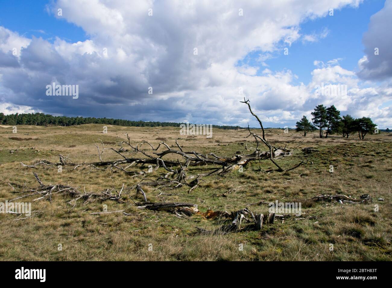 Hoge veluwe forest spring hi-res stock photography and images - Alamy