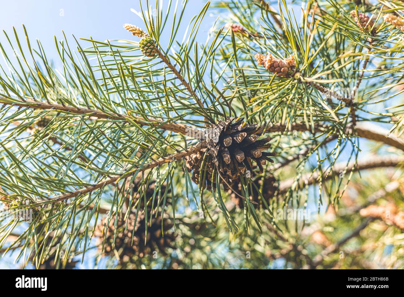 Pine tree with three species pine cones in the spring forest on the ...
