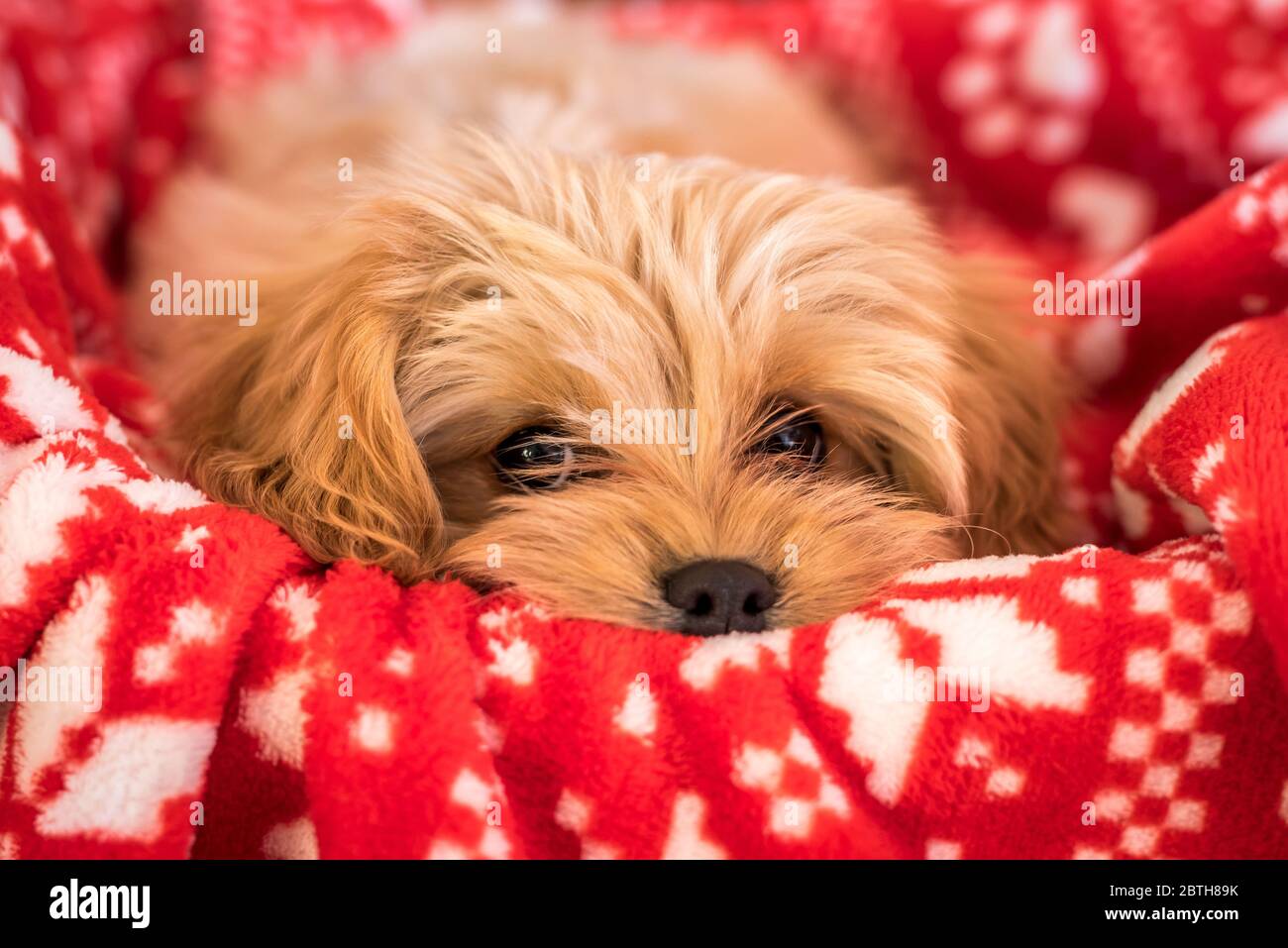 Cute Cavapoochon puppy, looking at the camera. The picture focuses on ...
