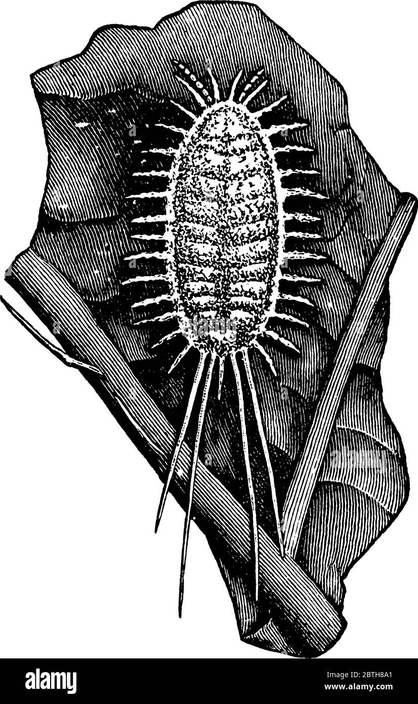 Lepidoptera Larvae Drawings Biological Drawings. Insects. Mosquito