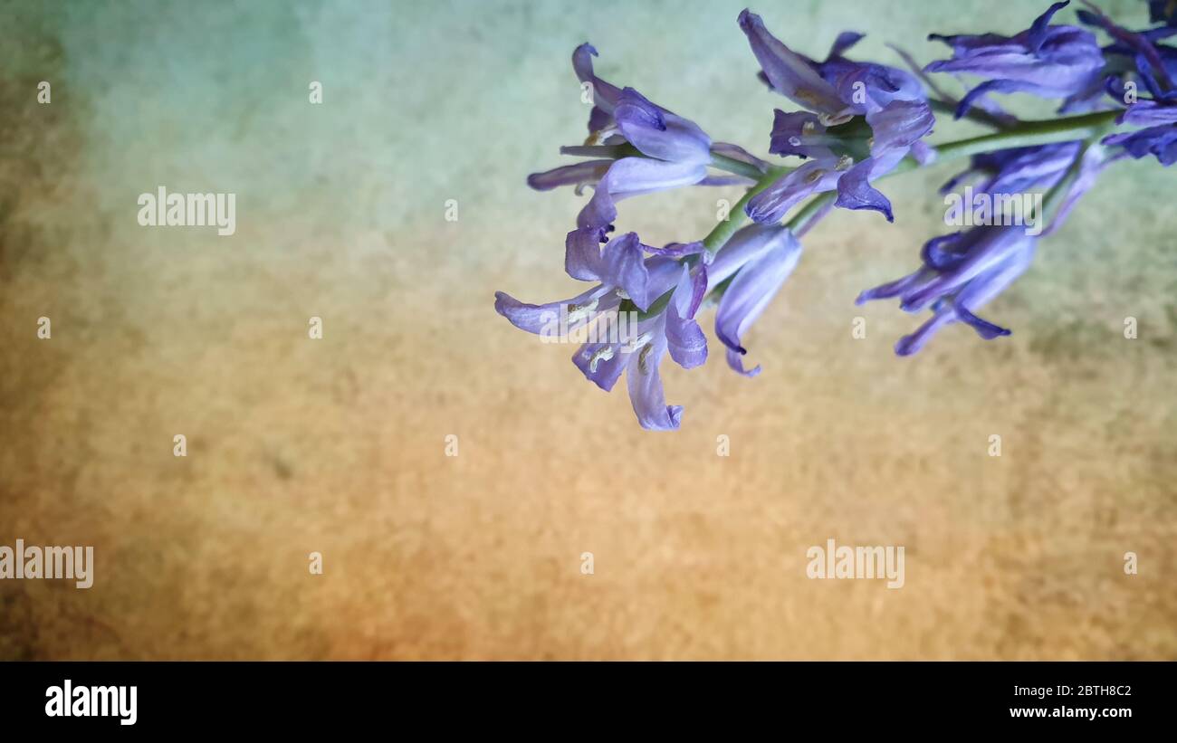 Bluebells on plain background Stock Photo - Alamy