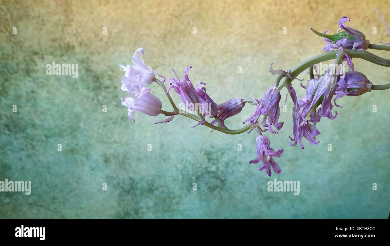 Bluebells on plain background Stock Photo - Alamy