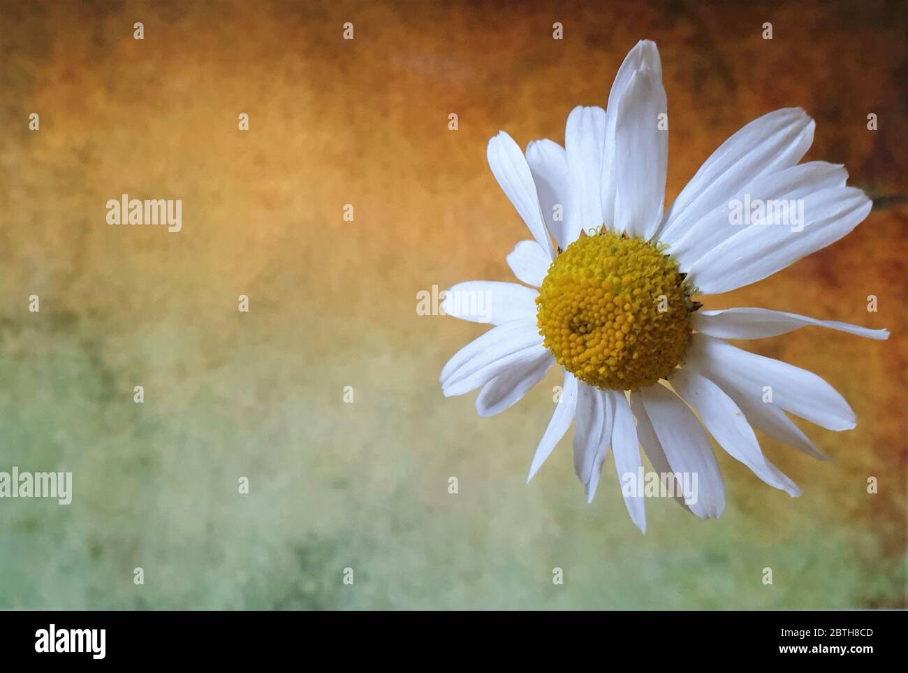 Daisy on plain background Stock Photo - Alamy