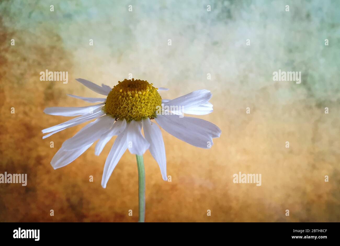 Daisy on plain background Stock Photo - Alamy