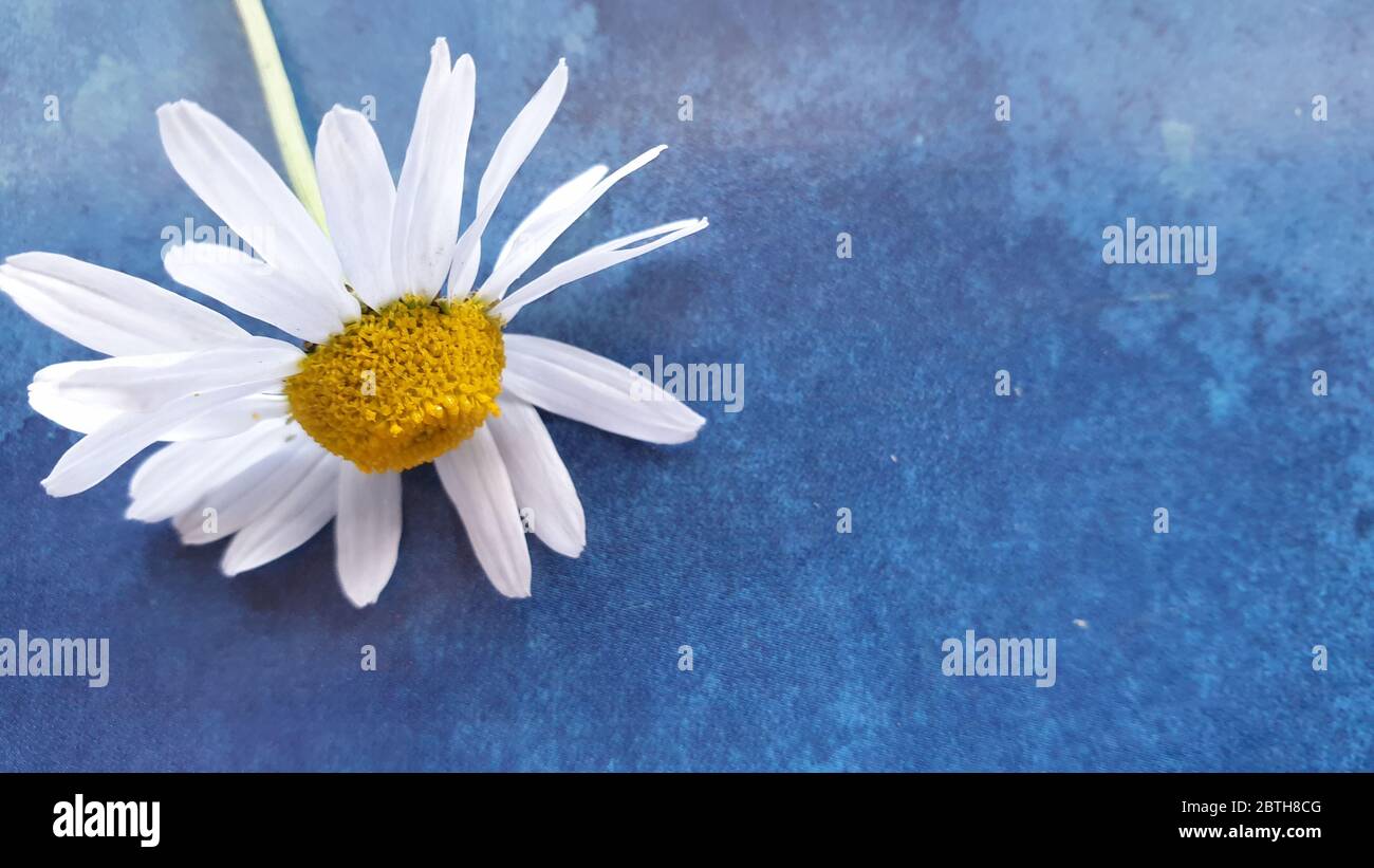 Daisy on plain background Stock Photo - Alamy