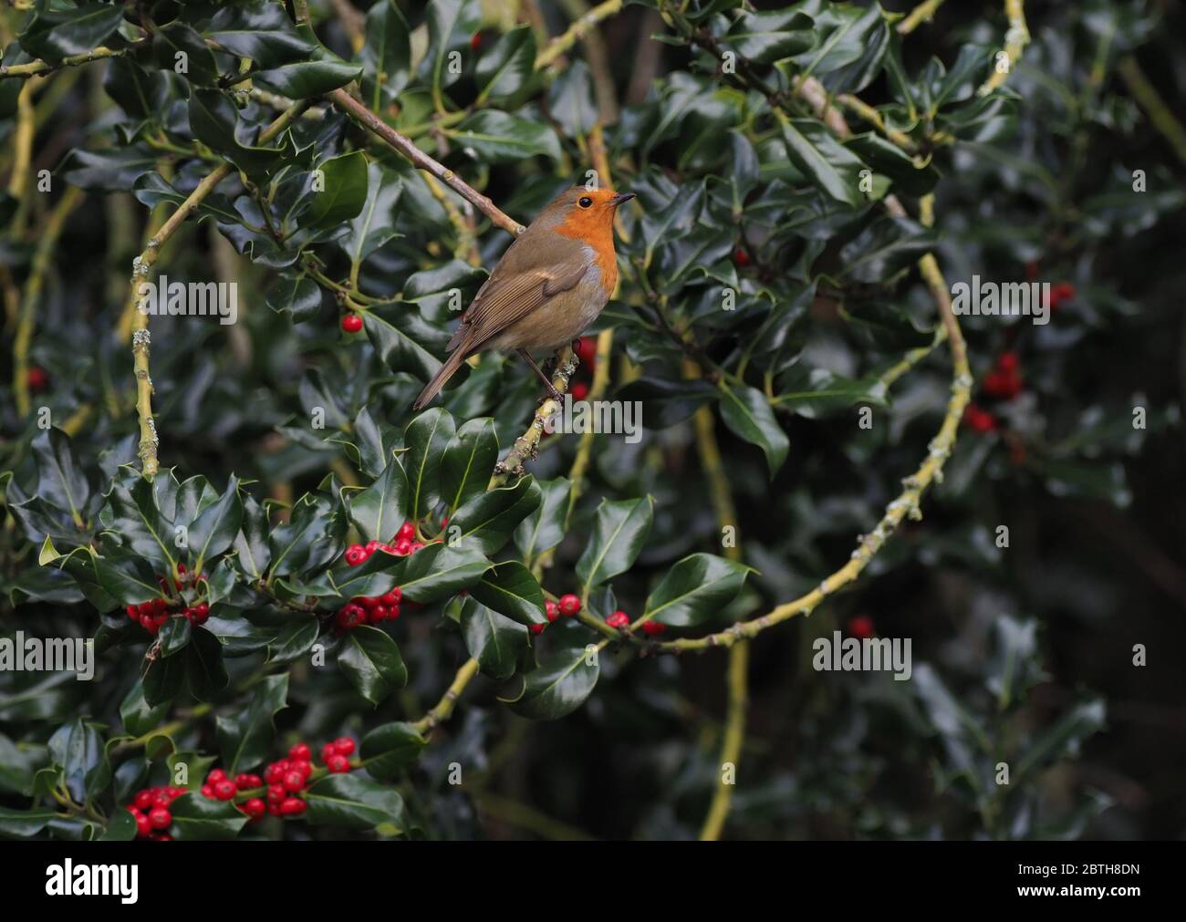 Holly Bush High Resolution Stock Photography and Images - Alamy