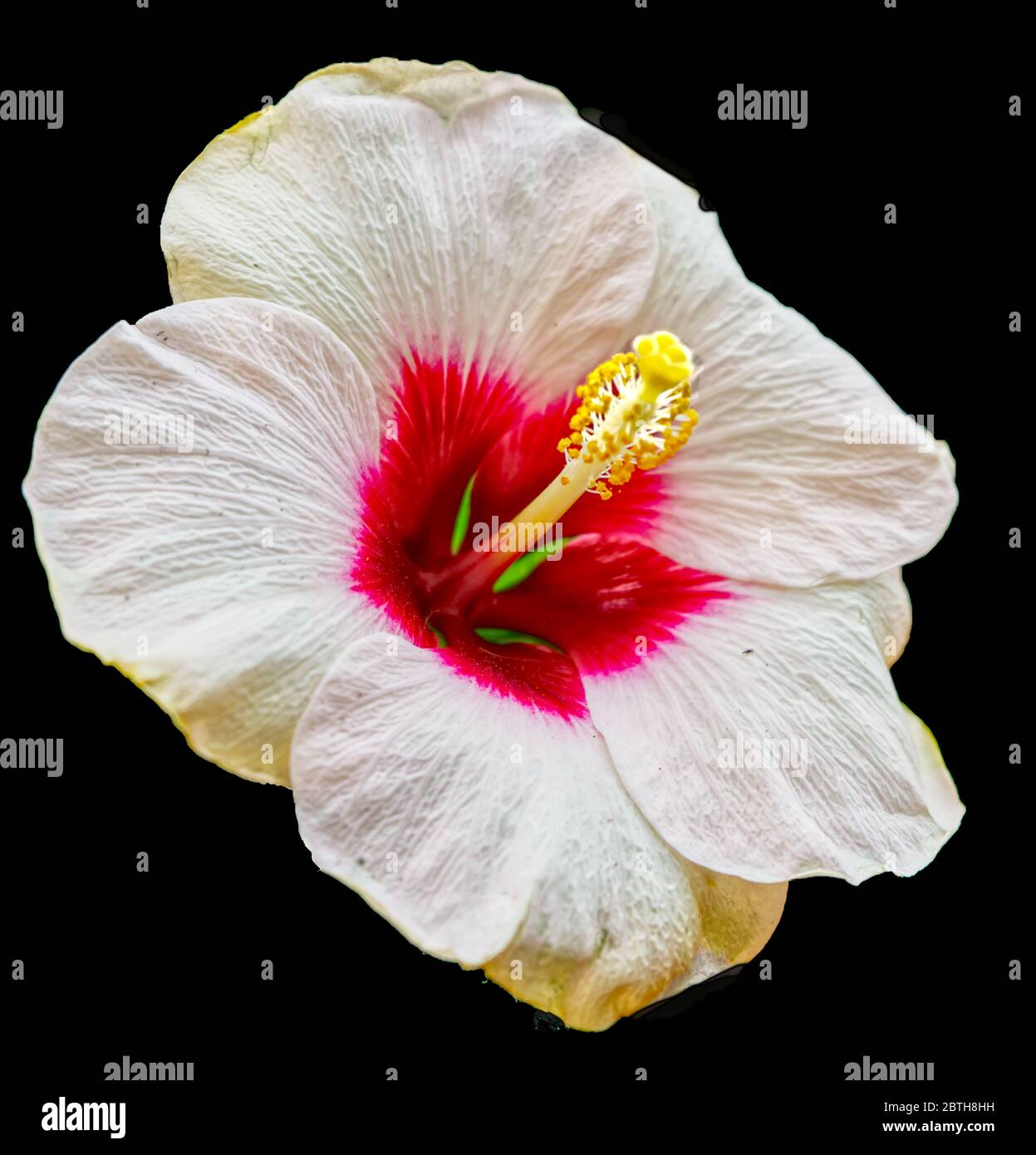 Tele flora hi-res stock photography and images - Alamy