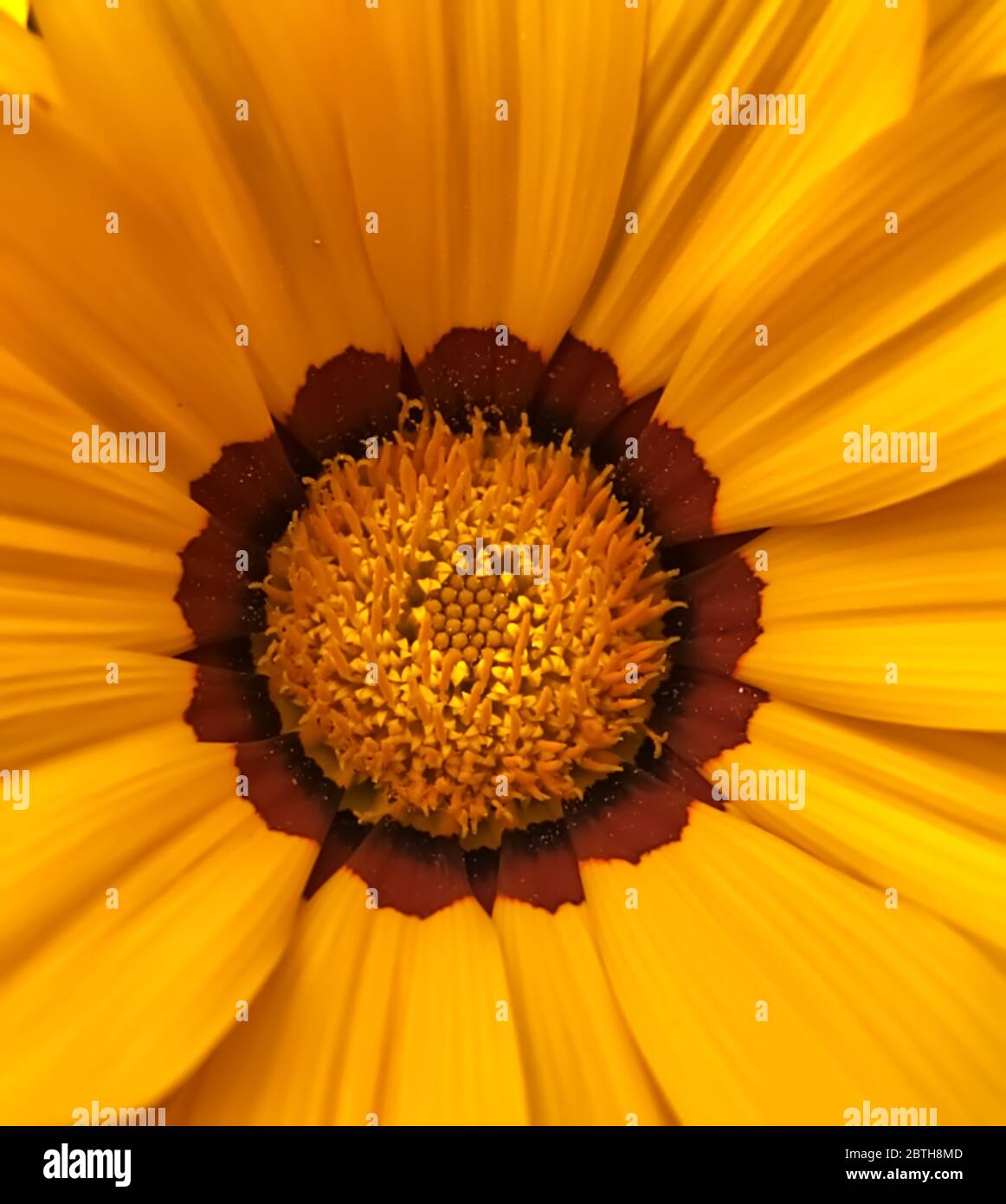 Tele flora hi-res stock photography and images - Alamy