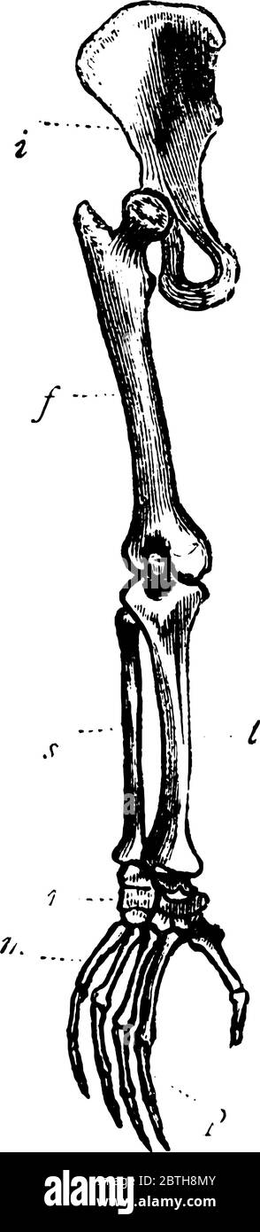 Chimpanzee anatomy hi-res stock photography and images - Alamy