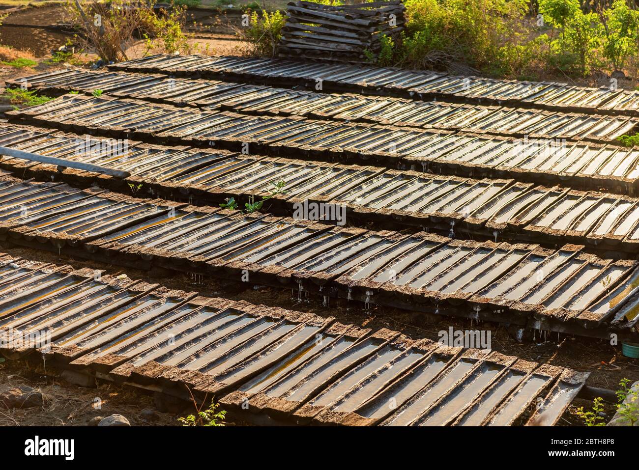 producing sea salt in Bali, process. Salt making process Stock Photo ...