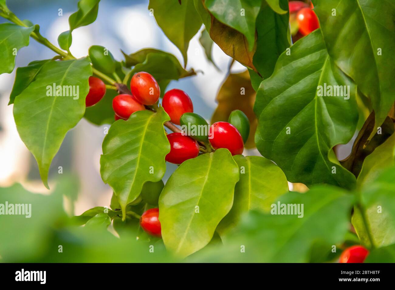 Coffea plant closeup including some red coffee beans Stock Photo - Alamy