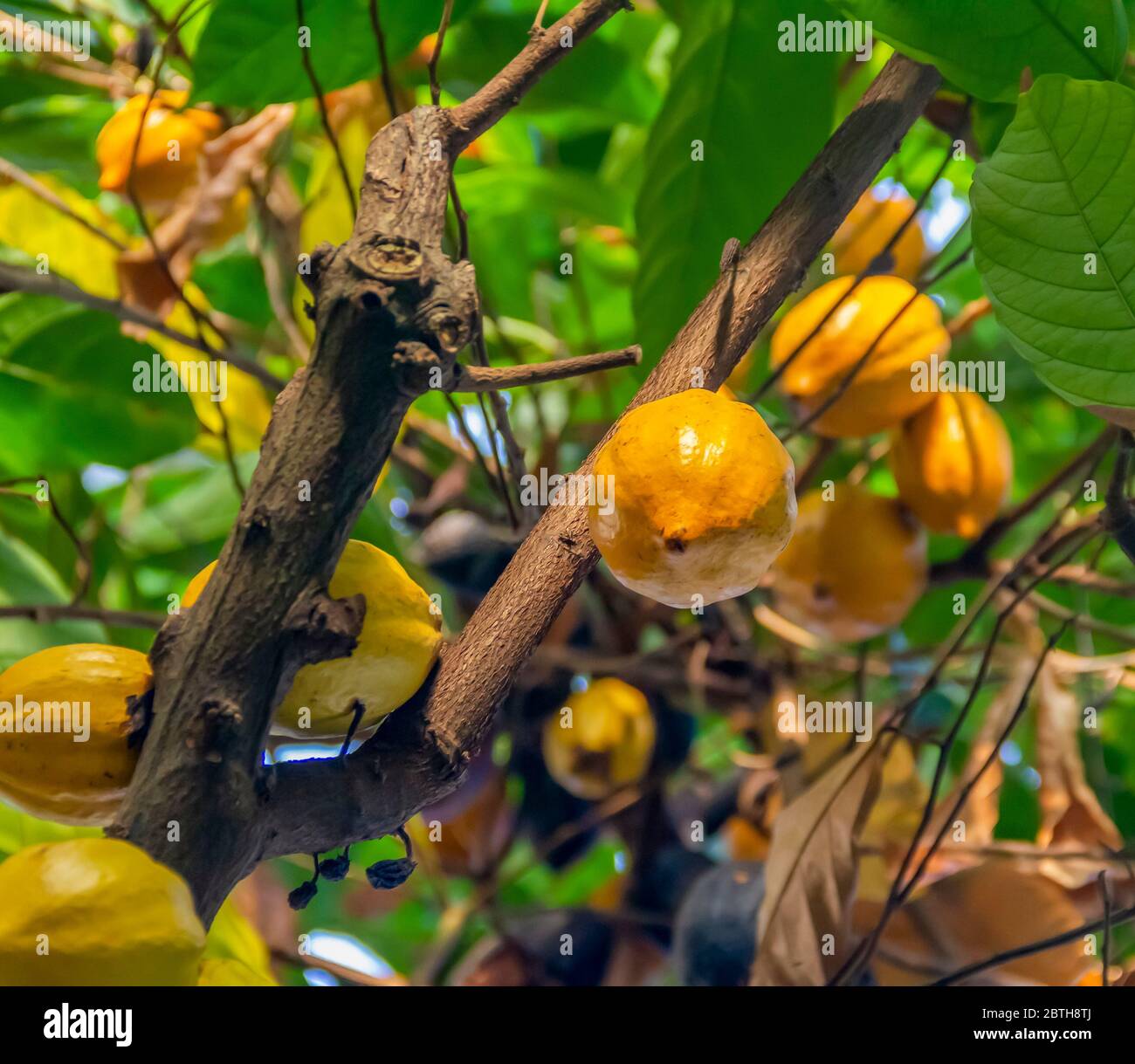 Cacao tree theobroma cacao hi-res stock photography and images - Alamy