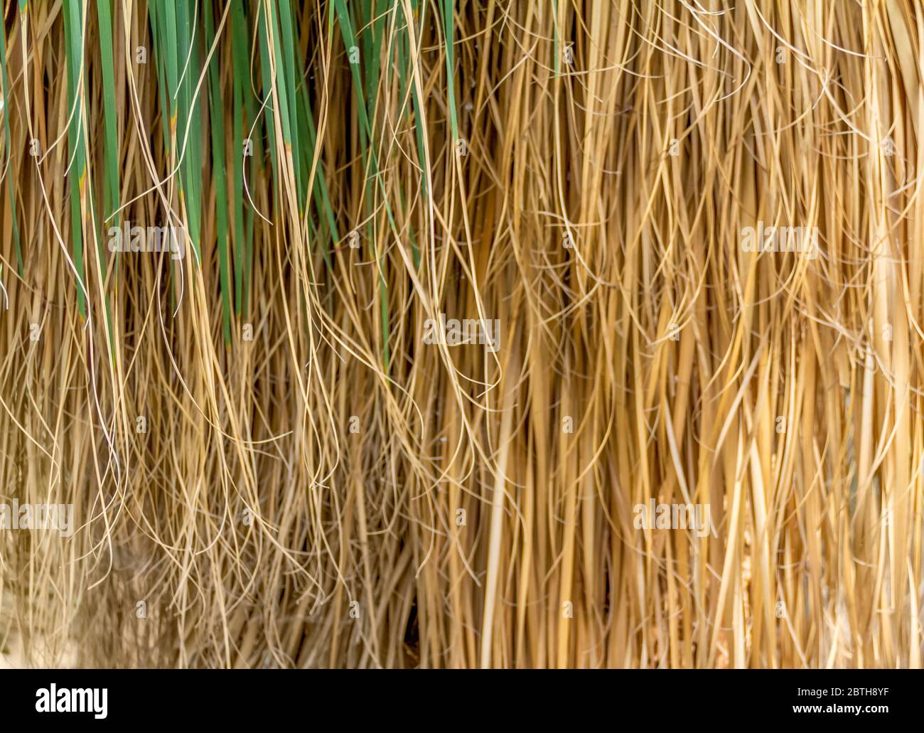 Plant fiber hi-res stock photography and images - Alamy