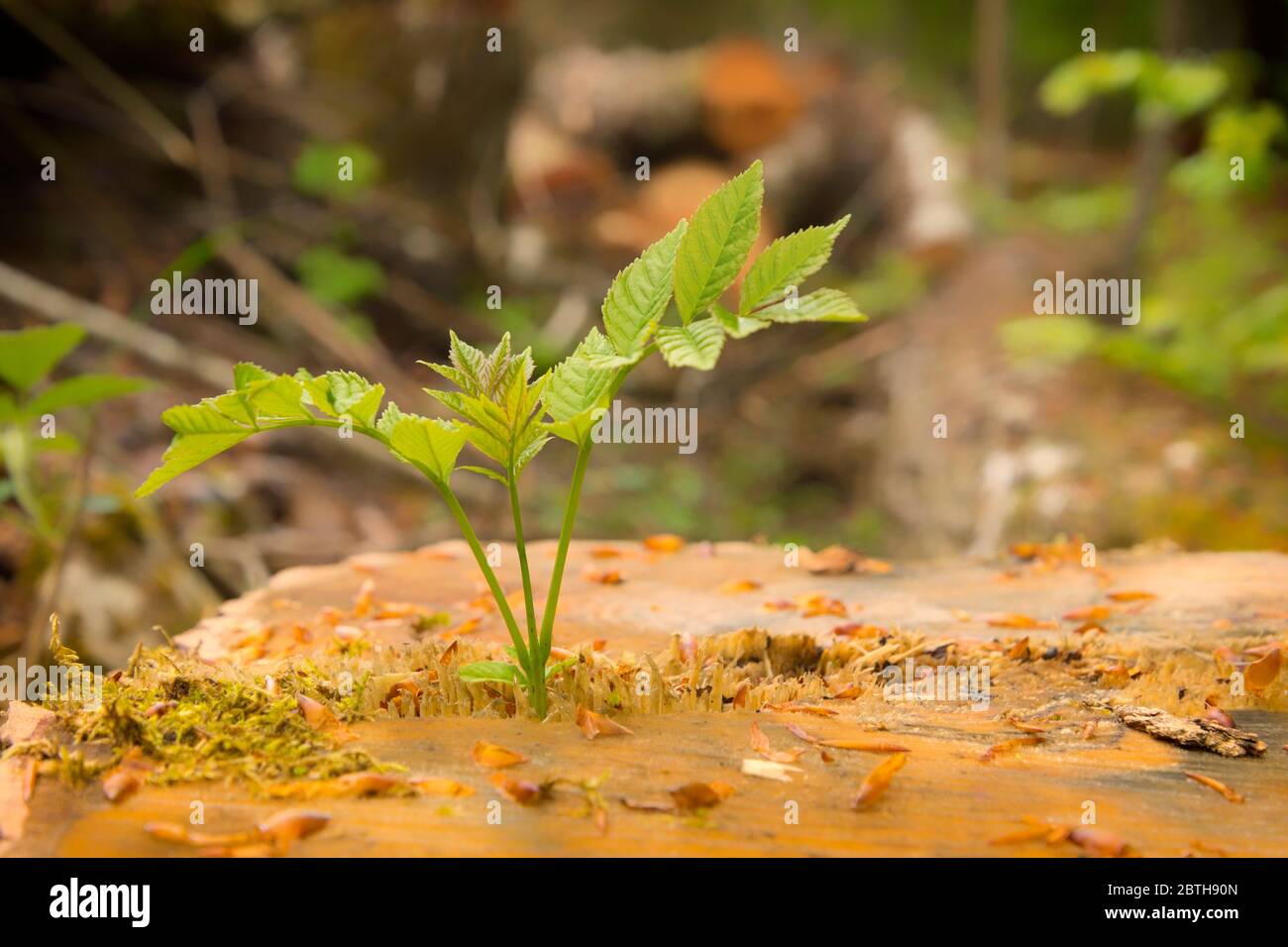 Cut tree sprout hi-res stock photography and images - Alamy