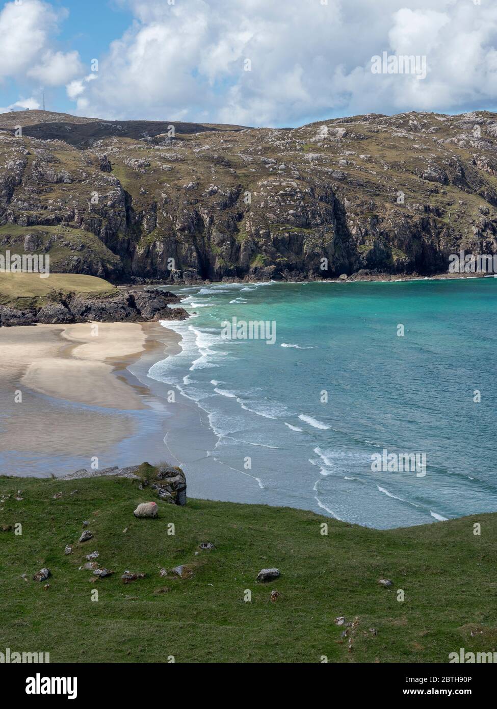 Great camas or large camas hi-res stock photography and images - Alamy