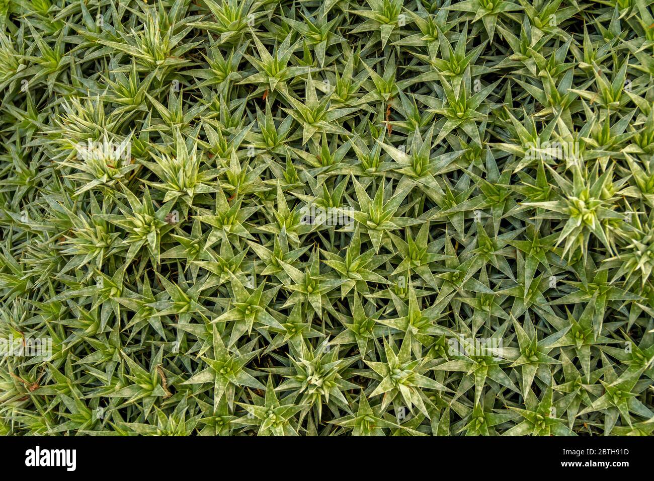 full frame closeup shot showing dense ground cover vegetation Stock ...
