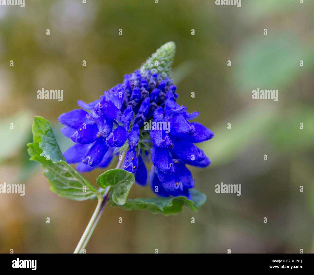 Flowerhead in detail hi-res stock photography and images - Alamy