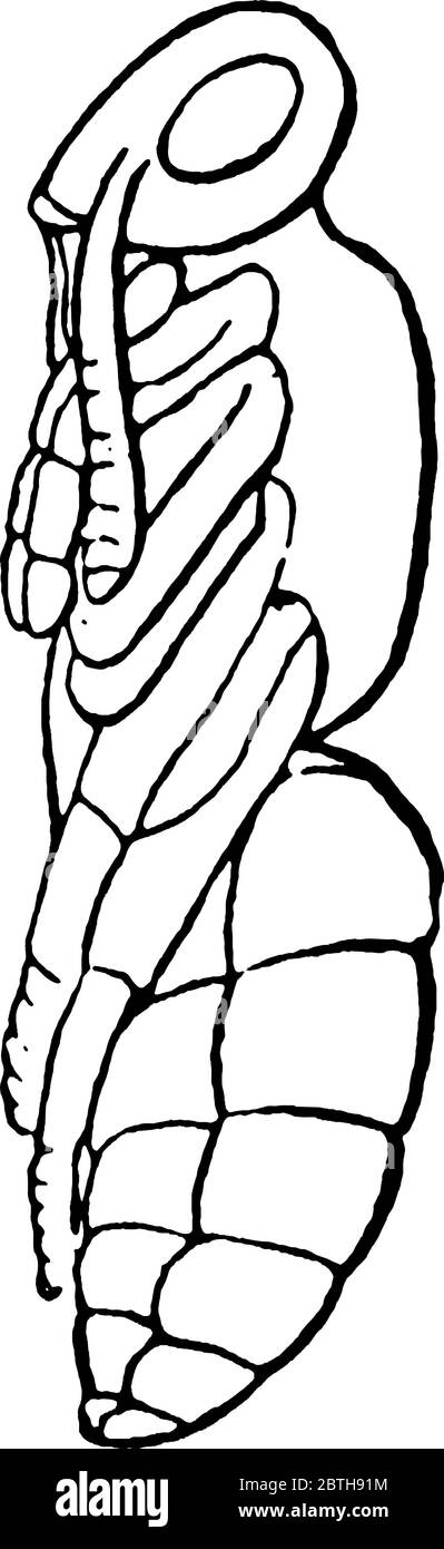 Pupa honey bee Stock Vector Images - Alamy